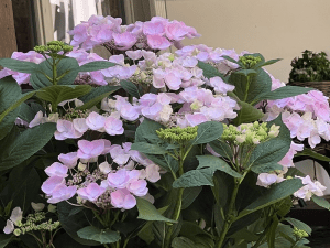 Today’s Flower: Hortensia | Chronicles of an Anglo Swiss