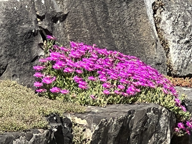 Today’s Flower: Ice Plant (Midday Flower) | Chronicles of an Anglo Swiss