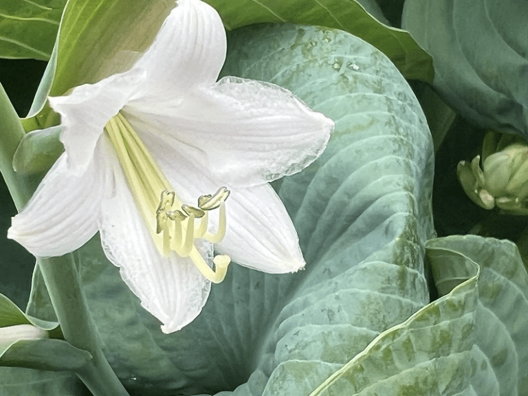 Today’s Flower: Hosta | Chronicles of an Anglo Swiss