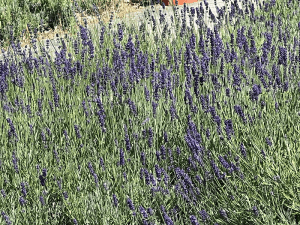 Today’s Flower: Lavender | Chronicles of an Anglo Swiss