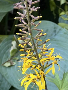 Today’s Flower: Ligularia | Chronicles of an Anglo Swiss