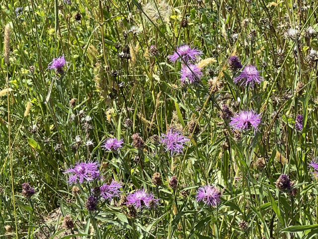 Today’s Flower: Ragged Robin | Chronicles of an Anglo Swiss