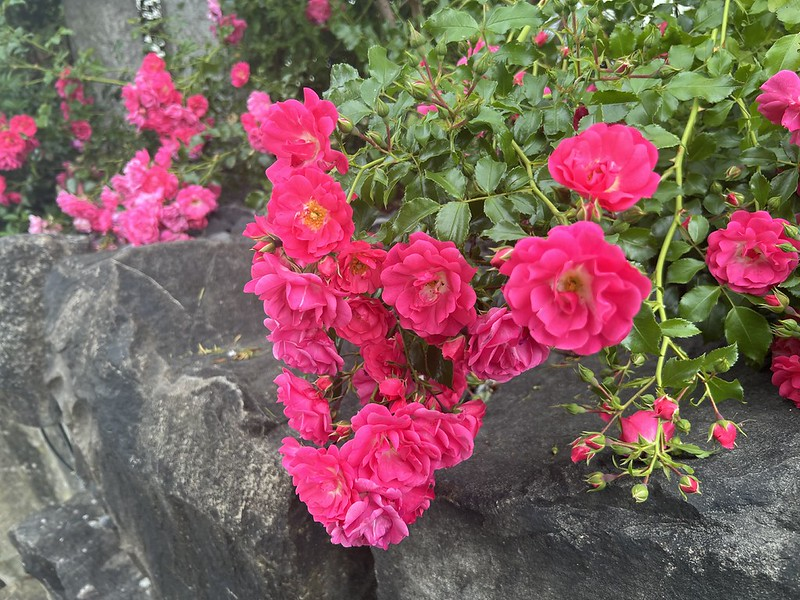 Today’s Flower | Chronicles of an Anglo Swiss