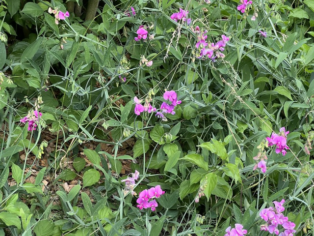 Today’s Flower: Sweet Pea | Chronicles of an Anglo Swiss
