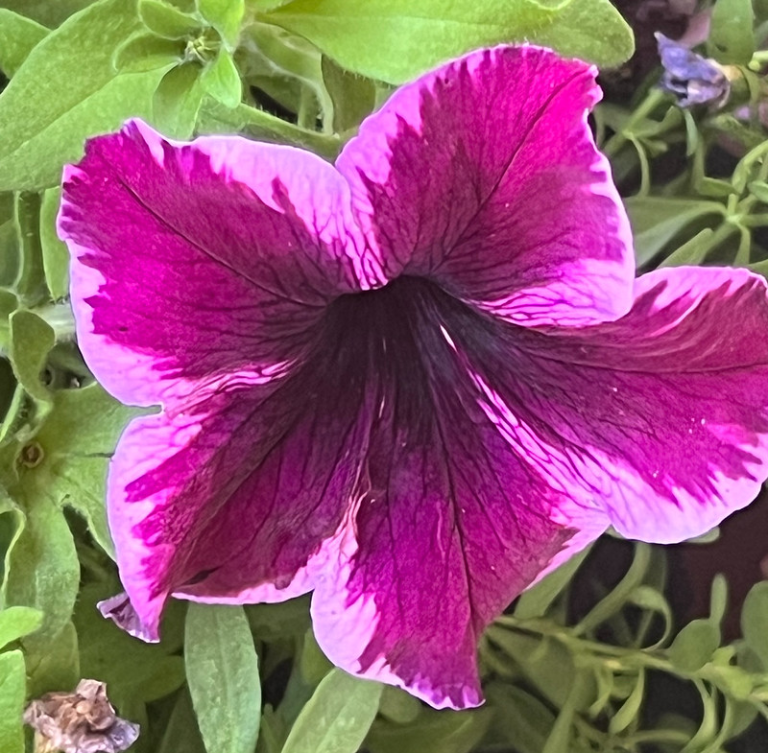 Today’s Flower: Petunia | Chronicles of an Anglo Swiss