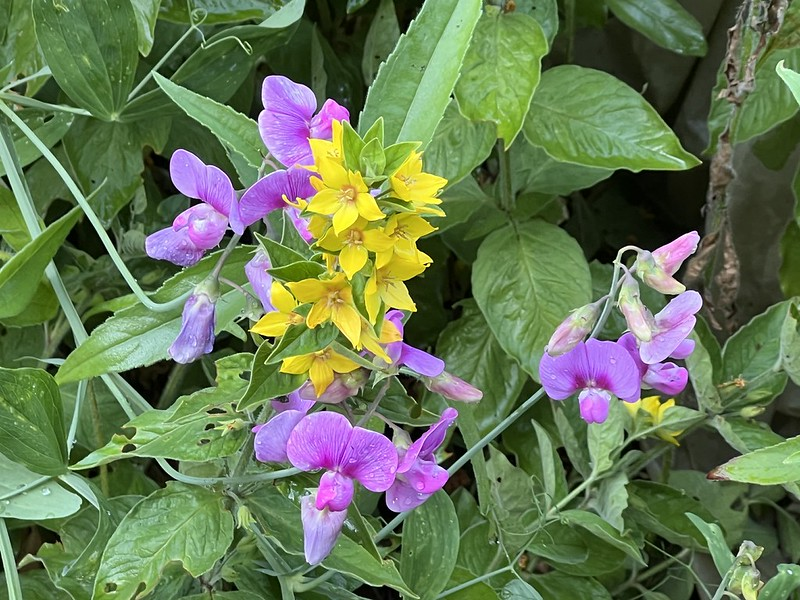 Today’s Flower: Sweet Pea and Yellow Loosestrife | Chronicles of an ...