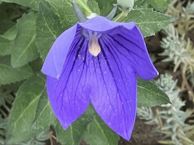 Today’s Flower: Balloon Flower | Chronicles of an Anglo Swiss